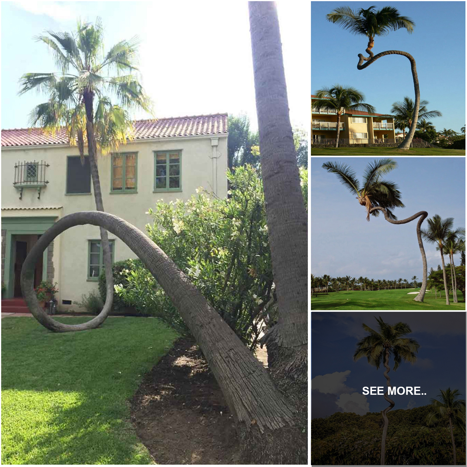 A series of trees with amusing shapes that make people blush or burst ...