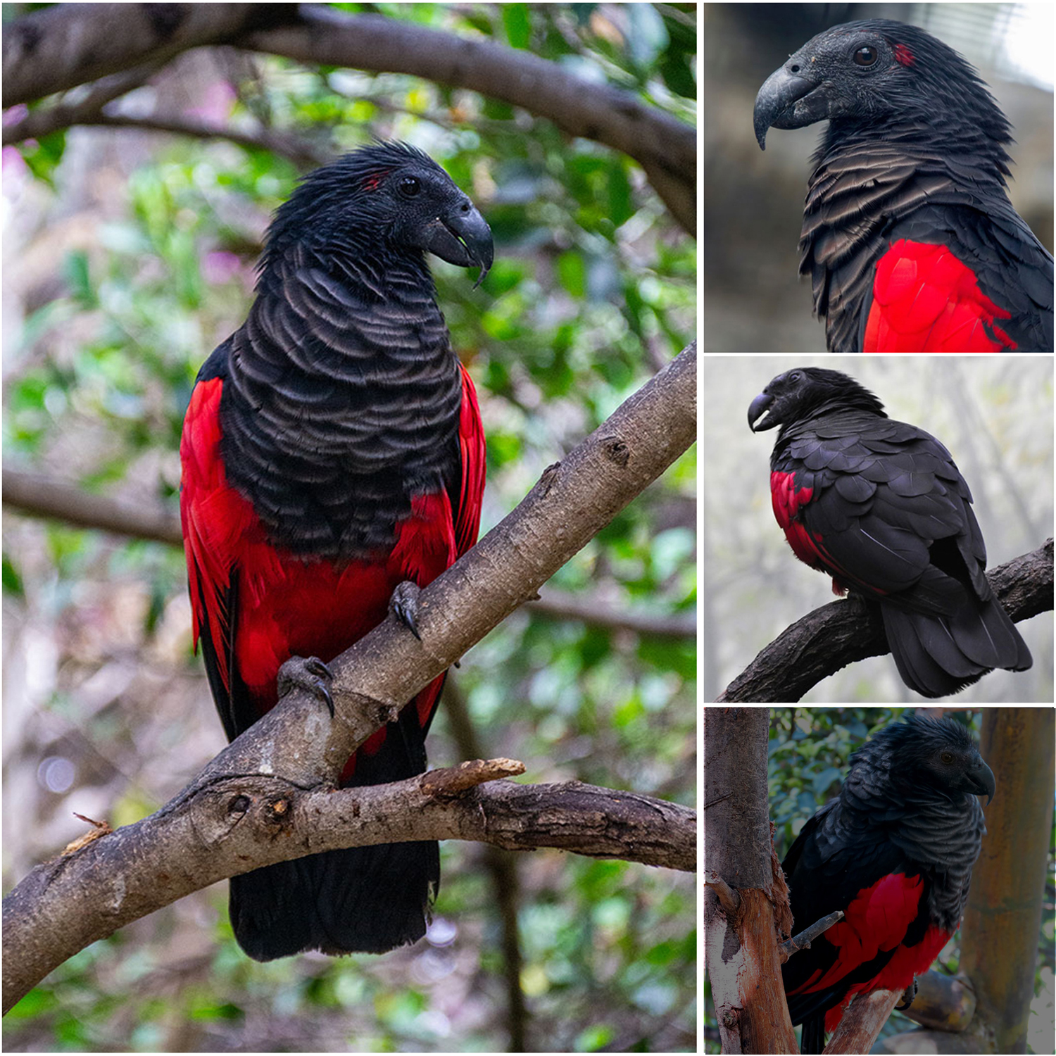 Apparently, Dracula Parrots Are A Thing And They Might Be The Most ...