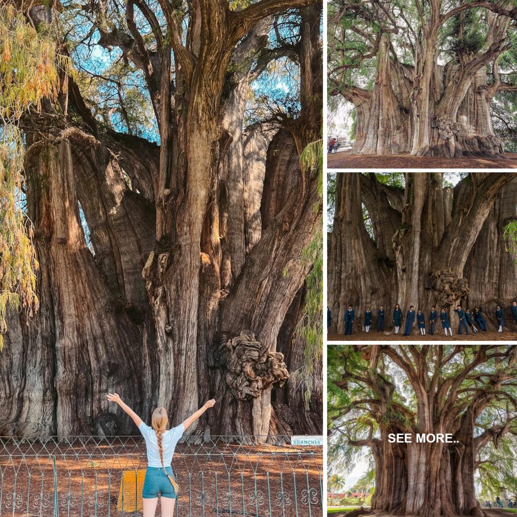 The Remarkable Tree of Tule: A 2,000 Year-Old Living Wonder in Oaxaca ...