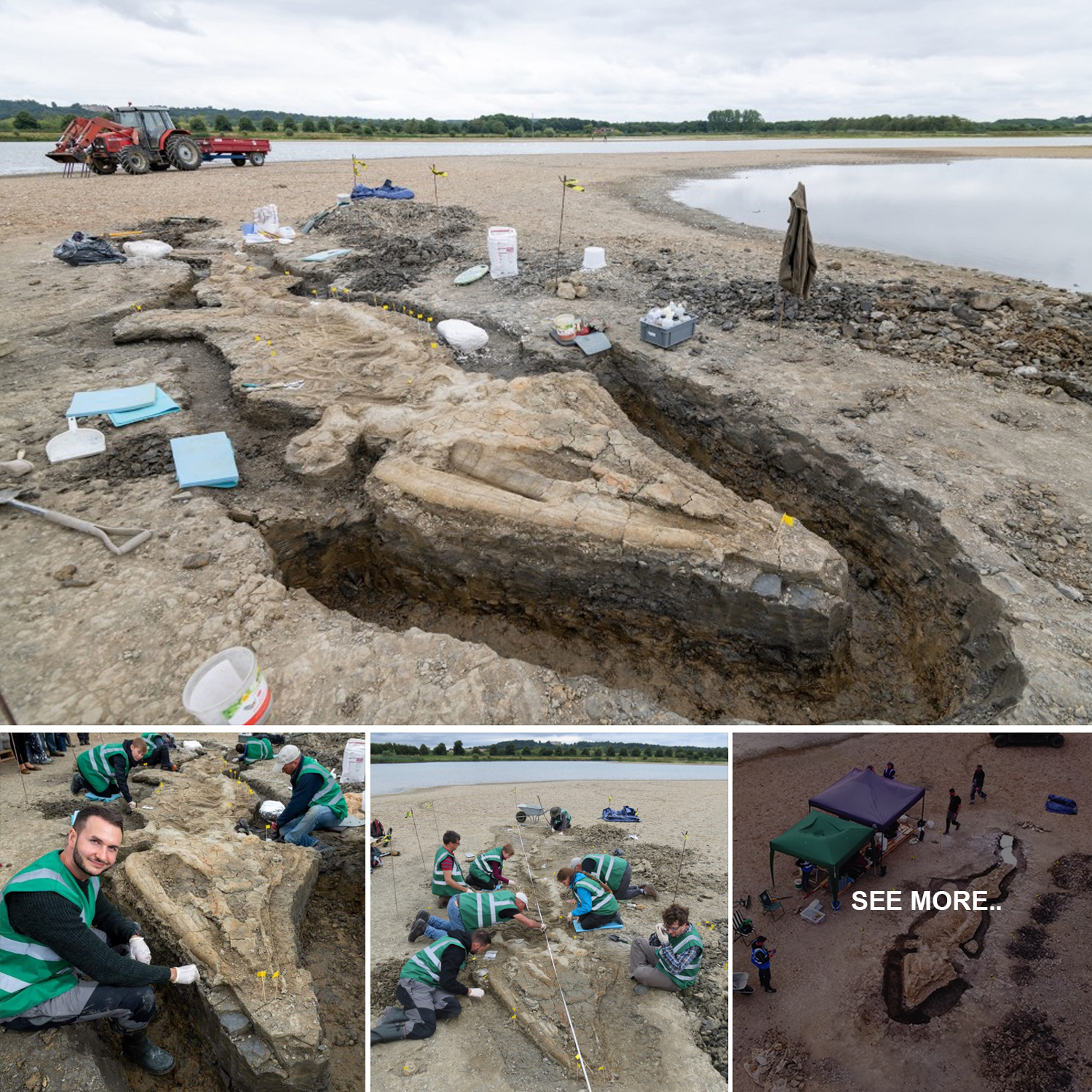 180-Million-Year-Old Sea Dragon Fossil Is Largest and Most Complete ...