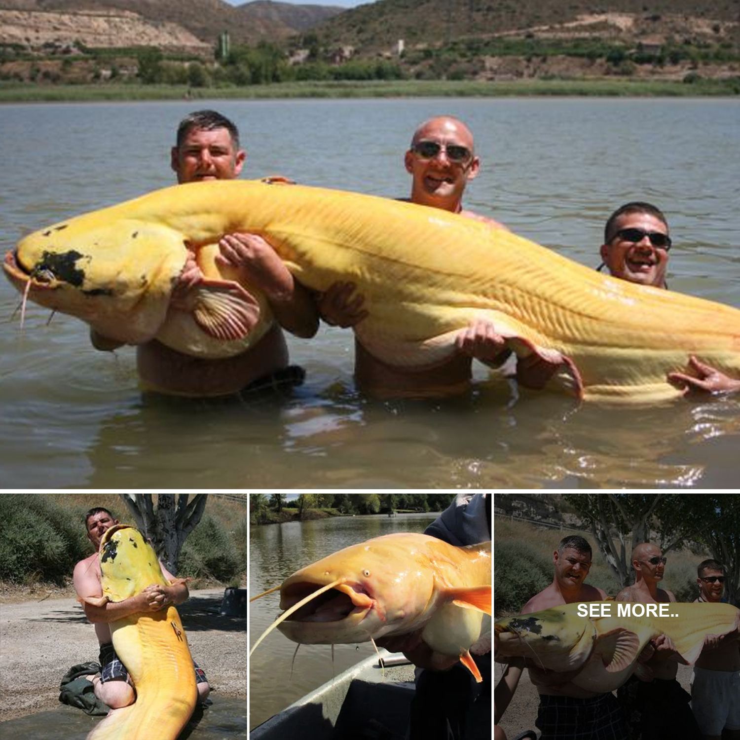 8-Foot Catch Enters World Record Books For ‘Biggest Albino Catfish Ever ...