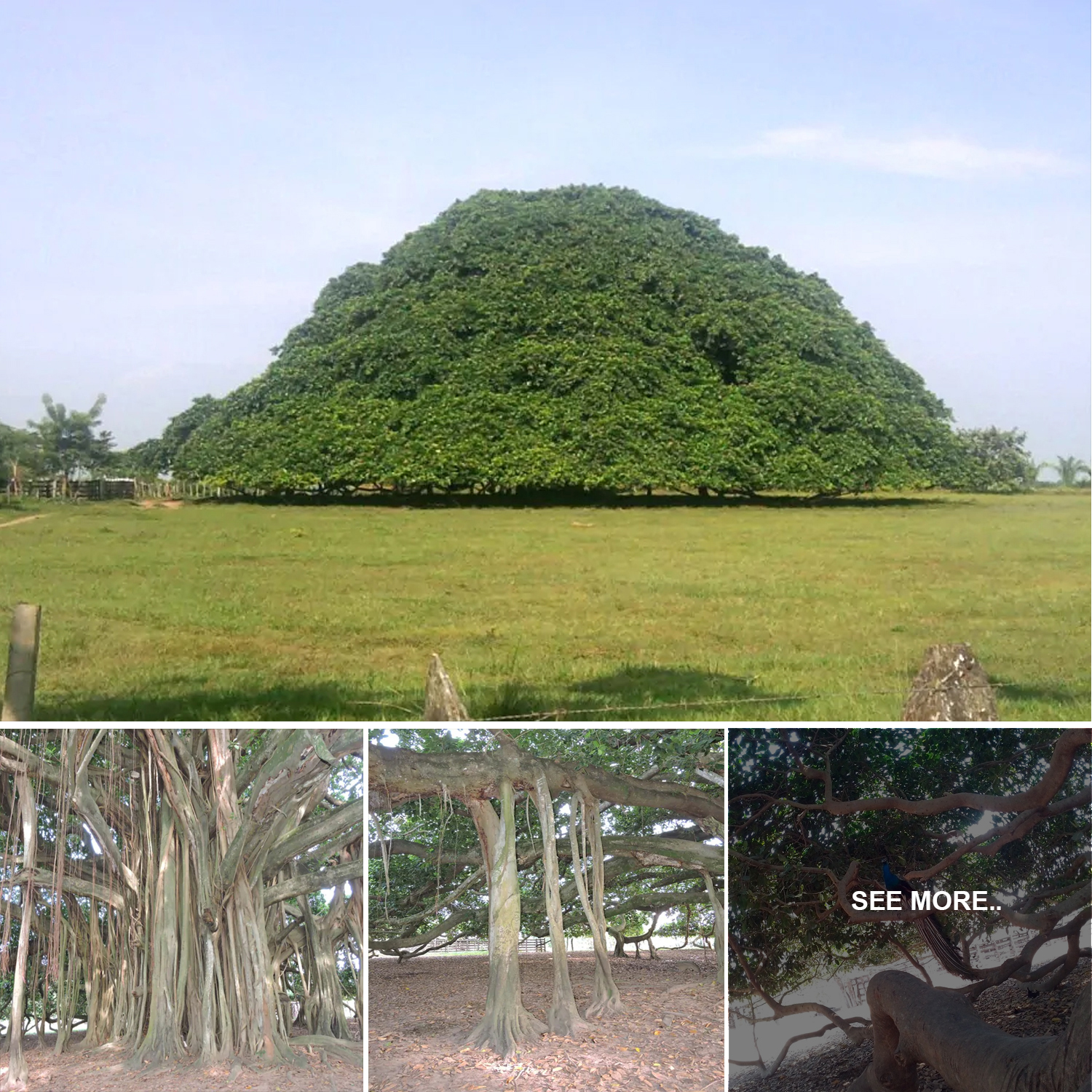 Colombia’s Largest Tree Is So Big in Diameter, It Has Grown Pillars to Support Its Branches ...