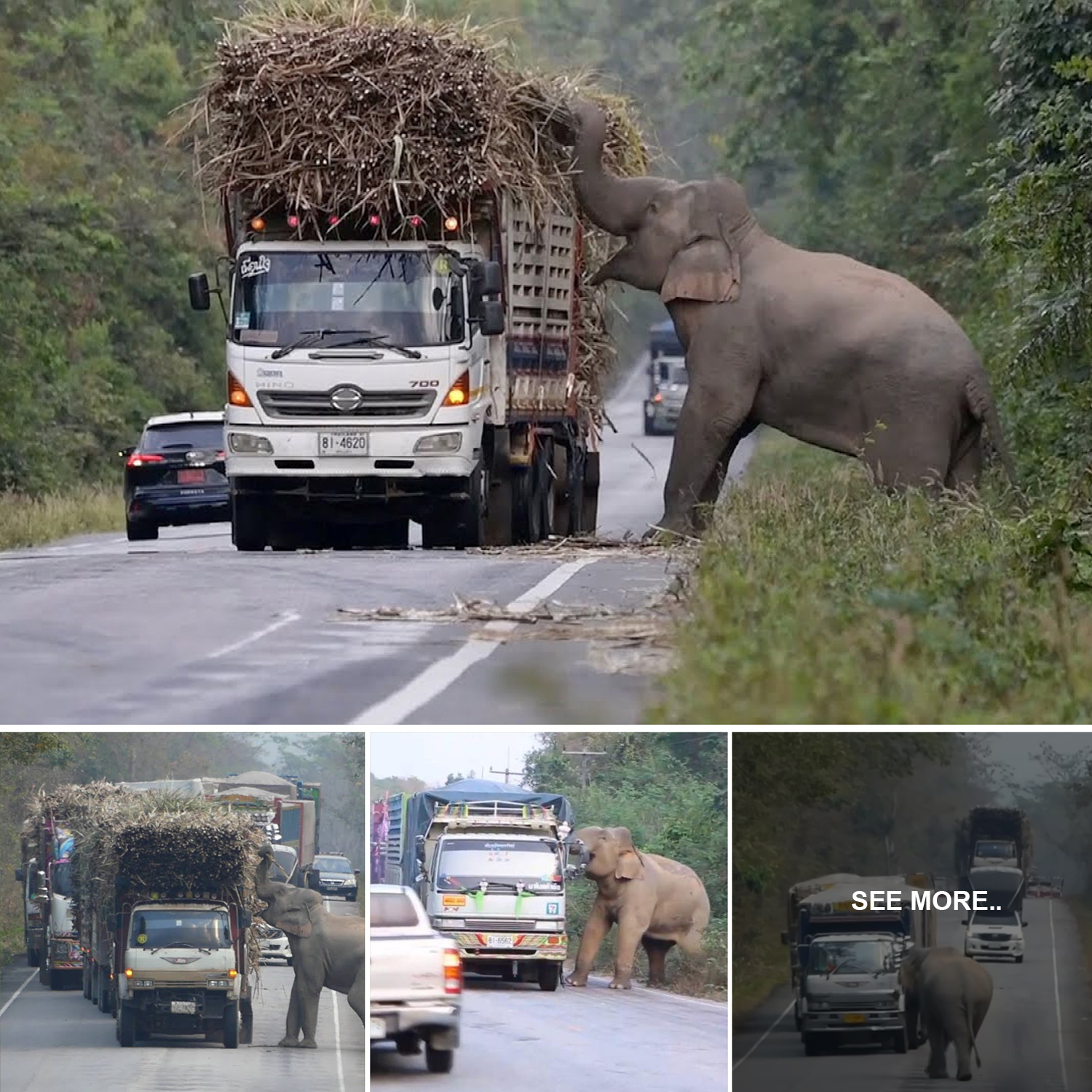 Cute Moment Captured as Greedy Wild Elephant Halts Passing Trucks to ...