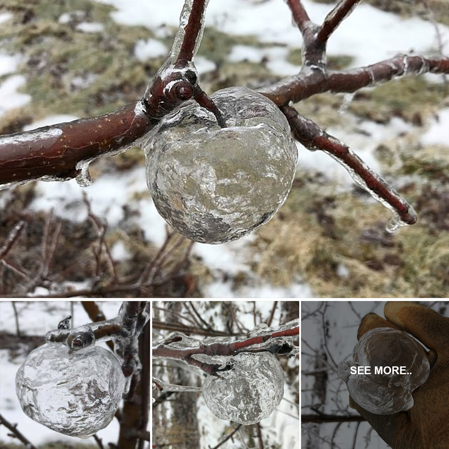 Farmer snaps rare ‘ghost apples’ in the freezing Midwest - Amazing Nature