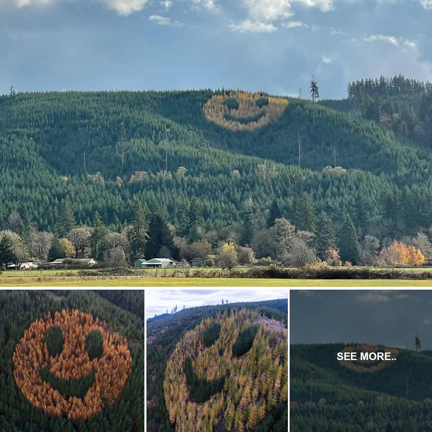 Giant Smiley Face on Oregon Hillside Is Made Up of Trees - Amazing Nature