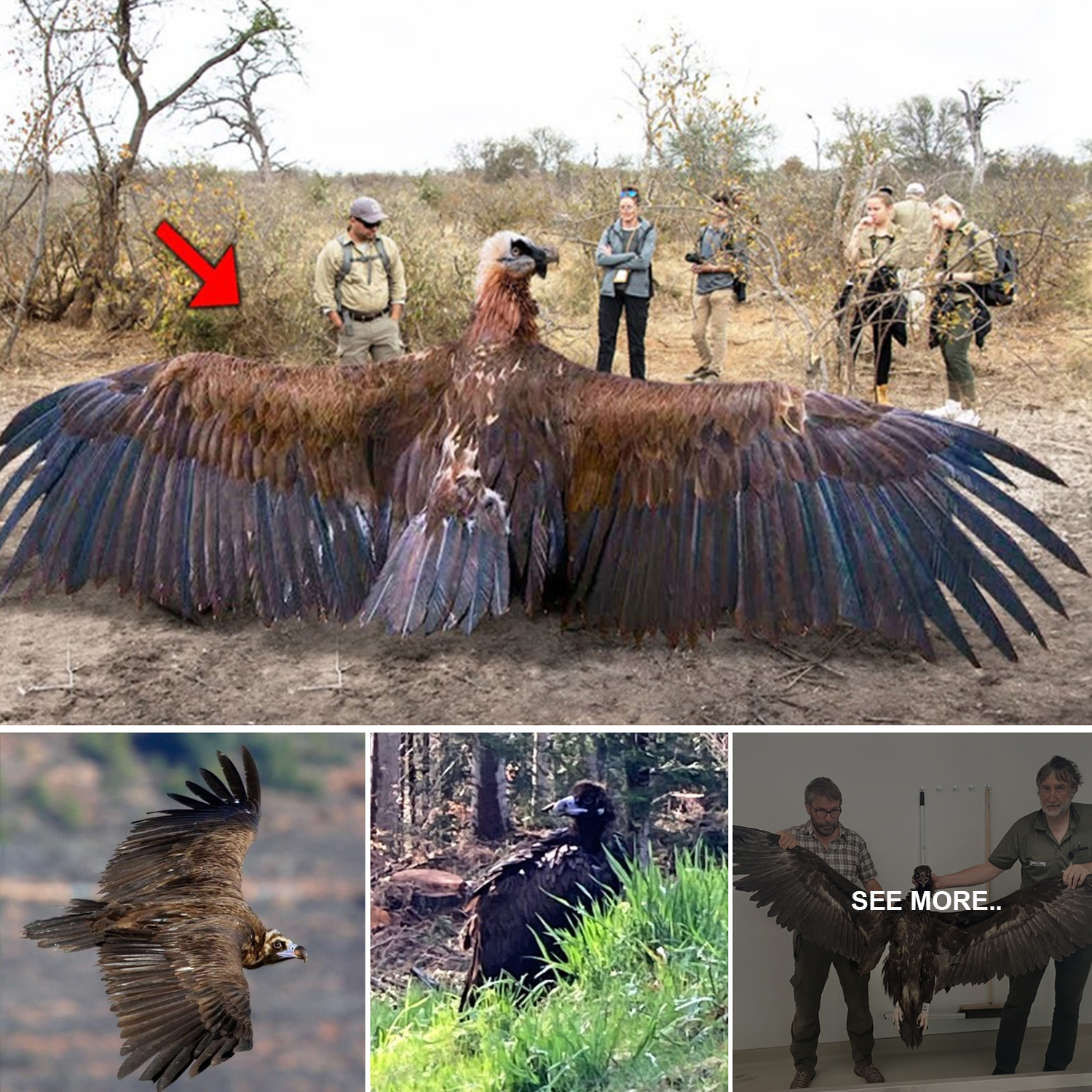 Researchers have just caught a strange giant bird with huge wings ...