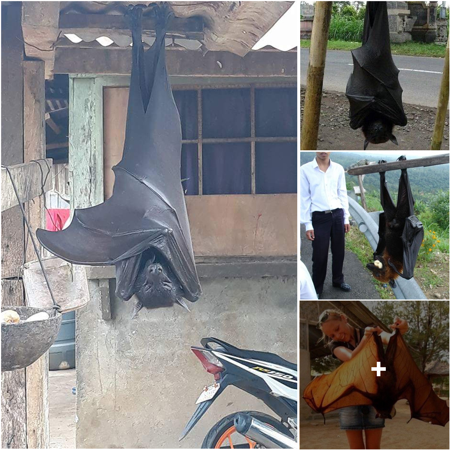 Human-sized bats are real and they love eating fruits - Amazing Nature