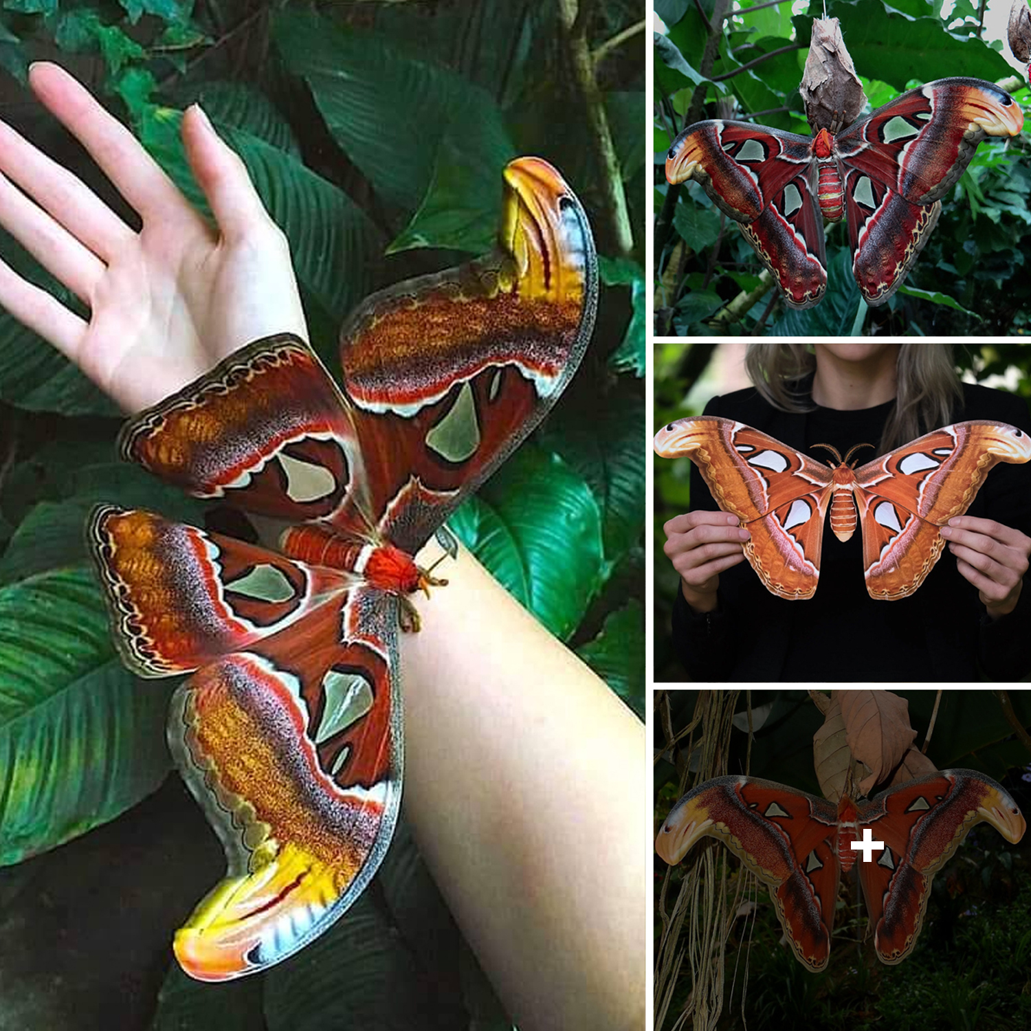 World's largest moth spotted in the US for the first time - Amazing Nature
