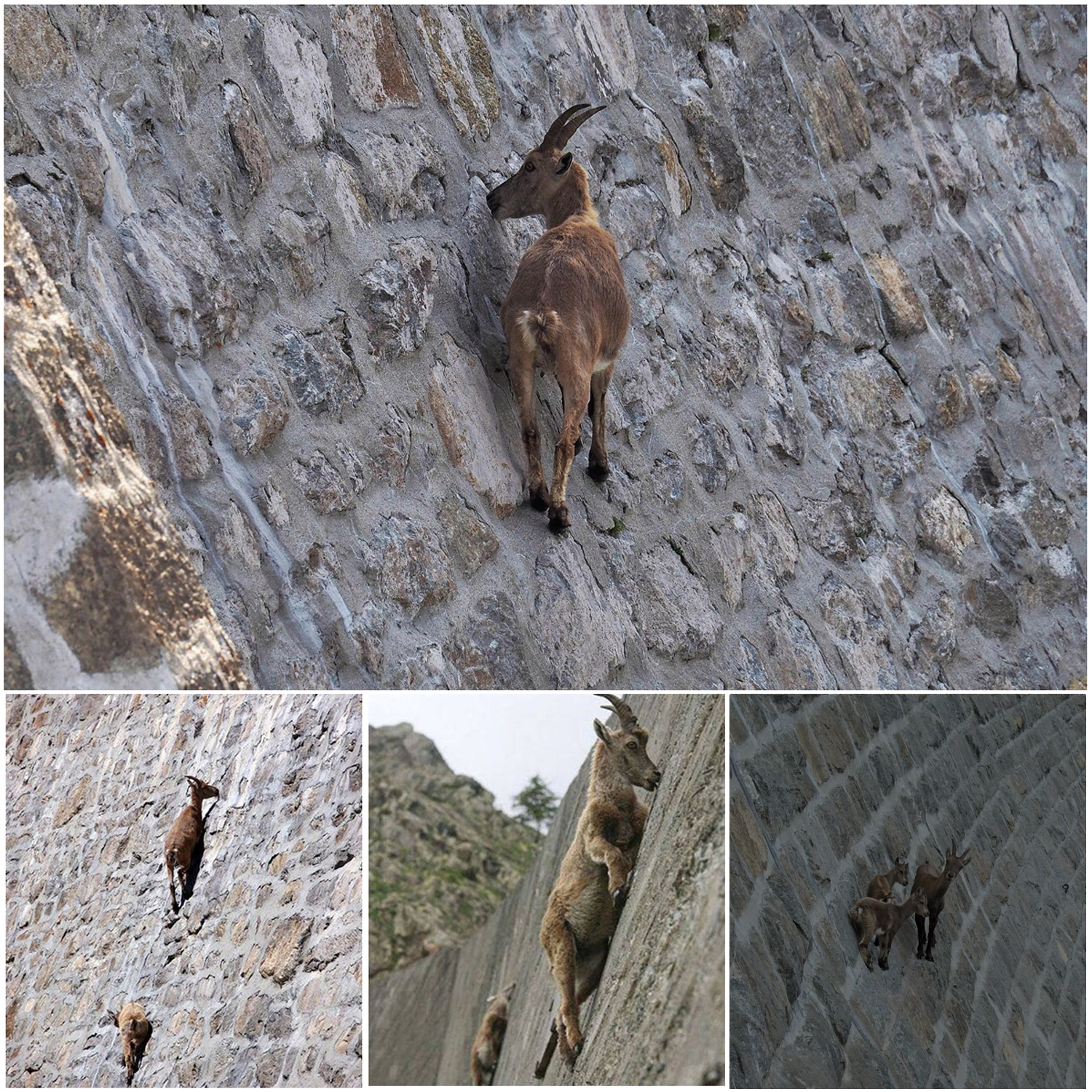 These ‘Super-Goats’ Can Climb Near-Vertical Rock Walls. Here’s How ...