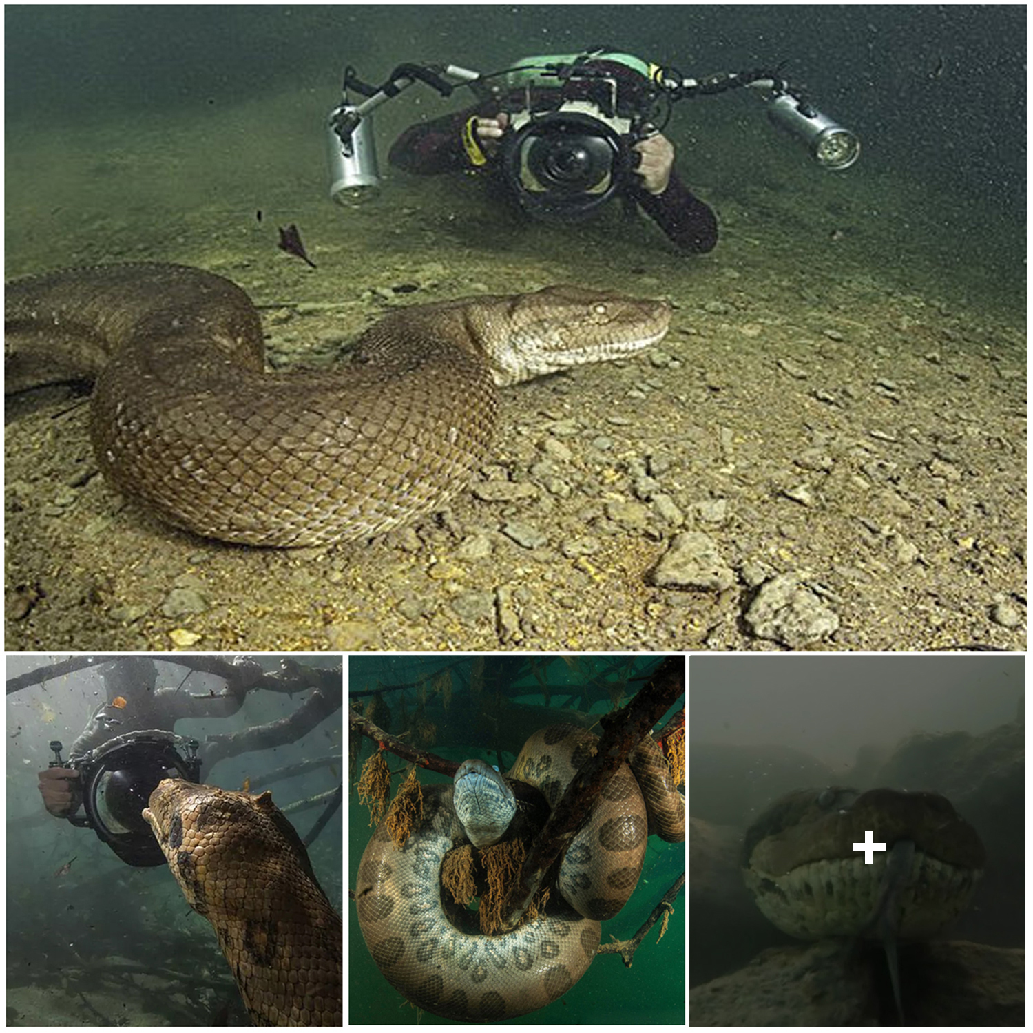 Diver has incredible face to face encounter with giant anaconda ...