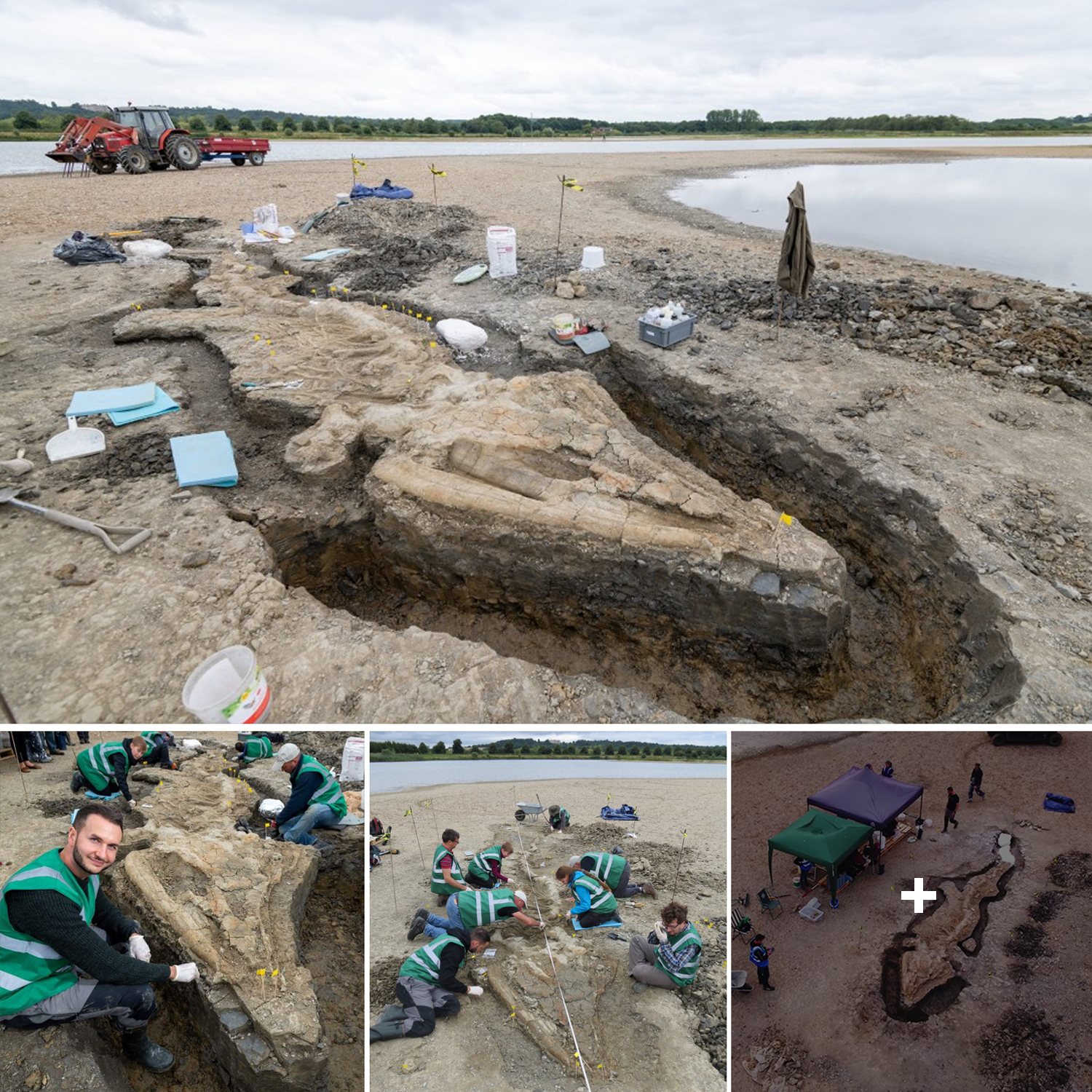 'Sea Dragon' Fossil, 180 Million Years Old, Discovered In UK Reservoir ...