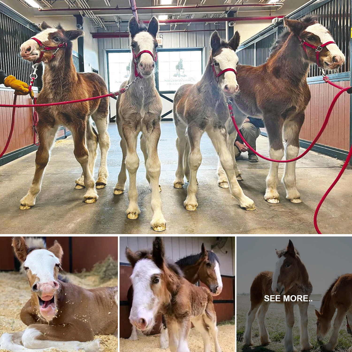 At warm springs ranch, four new budweiser clydesdales were born ...